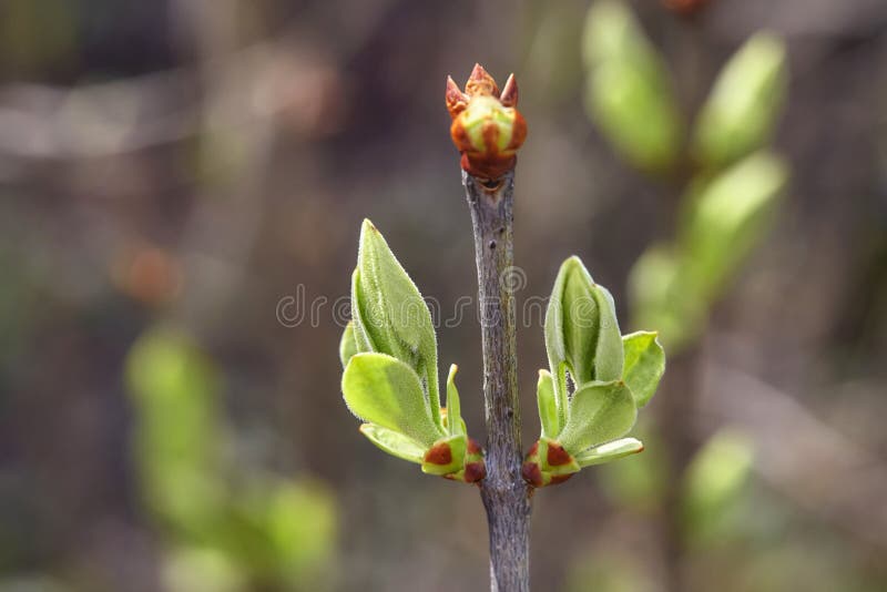 Green Plant Buds on Tree Branch in Spring Stock Image - Image of ...
