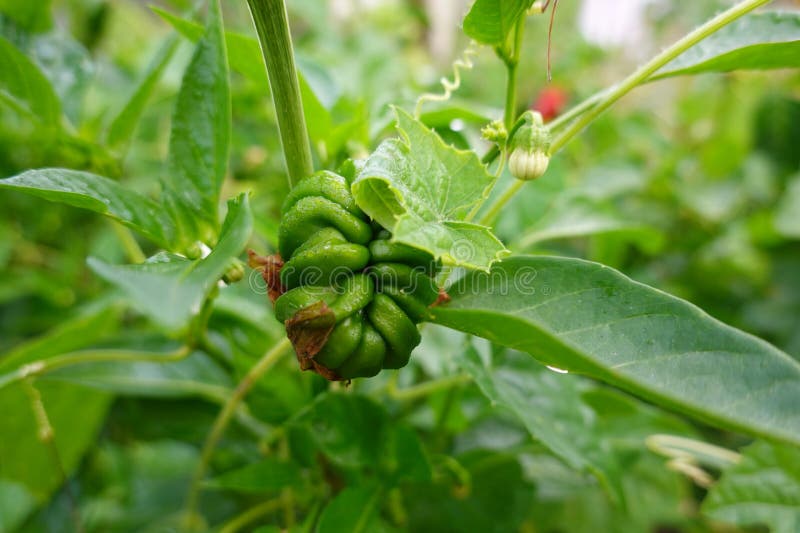 A Green Plant with a Bunch of Leaves and a Green Fruit Stock Photo ...