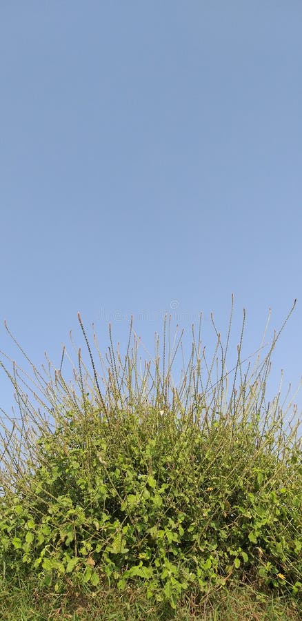 Green plant bunch stock image. Image of green, plant - 130993937