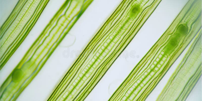 Powerful Plant Cells Stock Photos - Free & Royalty-Free Stock Photos ...