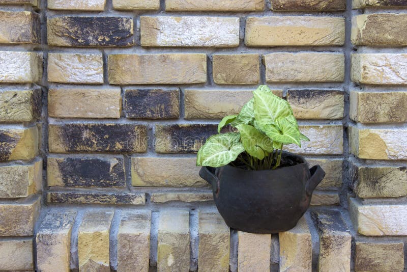 Green plant in a clay pot stock image. Image of closeup - 153277943