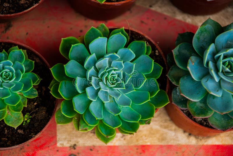 Green Plant in a Clay Pot, Top View Stock Image - Image of botany ...