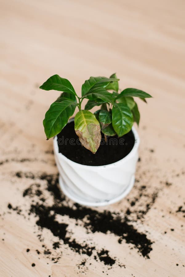 Green Plant Coffee and Has Some Brown Spots on Wooden Table Stock Photo ...