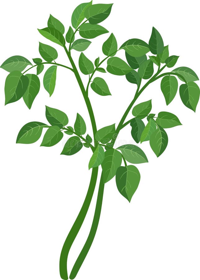 Green Plant with Compound Leaves Stock Vector - Illustration of drawing ...