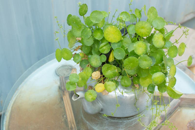 Green Plant Decorated in a Stainless Kettle Stock Image - Image of ...