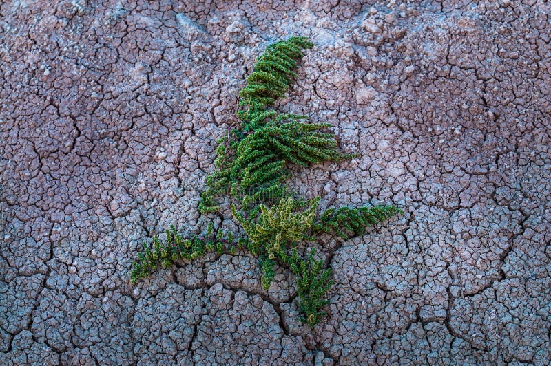 Green Plant on a Dry Cracked Desert Stock Photo - Image of warming ...