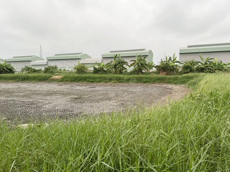 The Green Plant in the Farm House Stock Photo - Image of green, water ...
