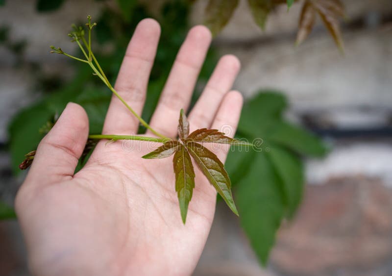 Green Plant , Five-leaf on Hand Stock Photo - Image of organic, dope ...