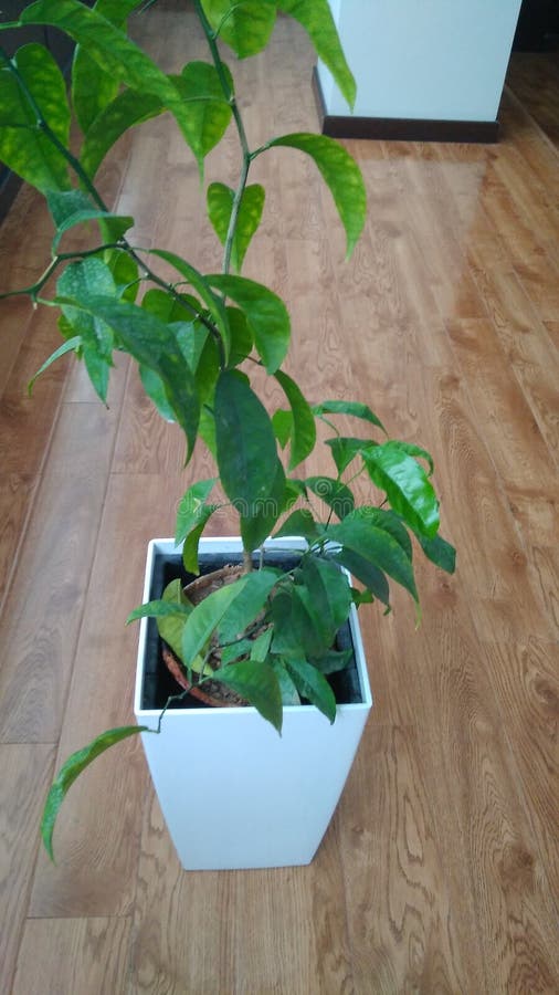 Green, Plant, Floor, Column, Room Stock Image - Image of plant, floor ...