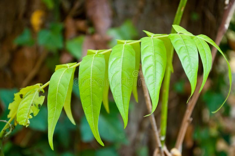 Green plant in forest stock photo. Image of color, stem - 61627092