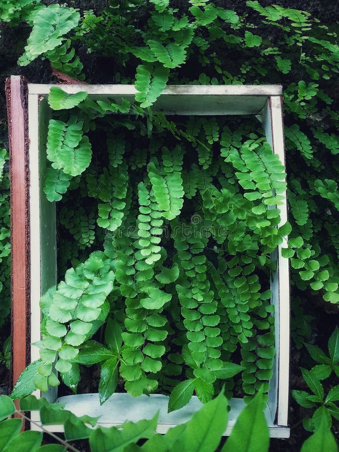 Green plant on the frame stock photo. Image of shrub - 187240568