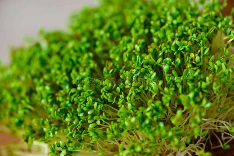 Green plant stock photo. Image of manufacturing, planting - 101179862