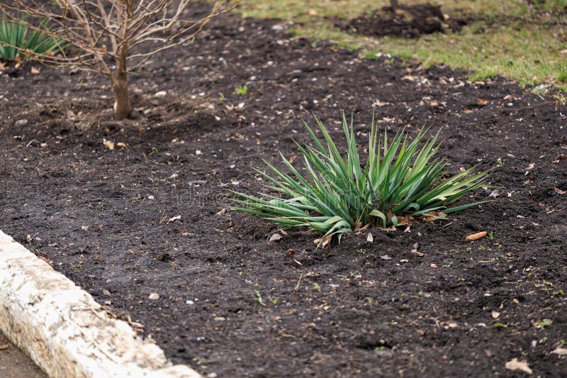 Green Plant Garden Bare Soil Border Stock Photos - Free & Royalty-Free ...