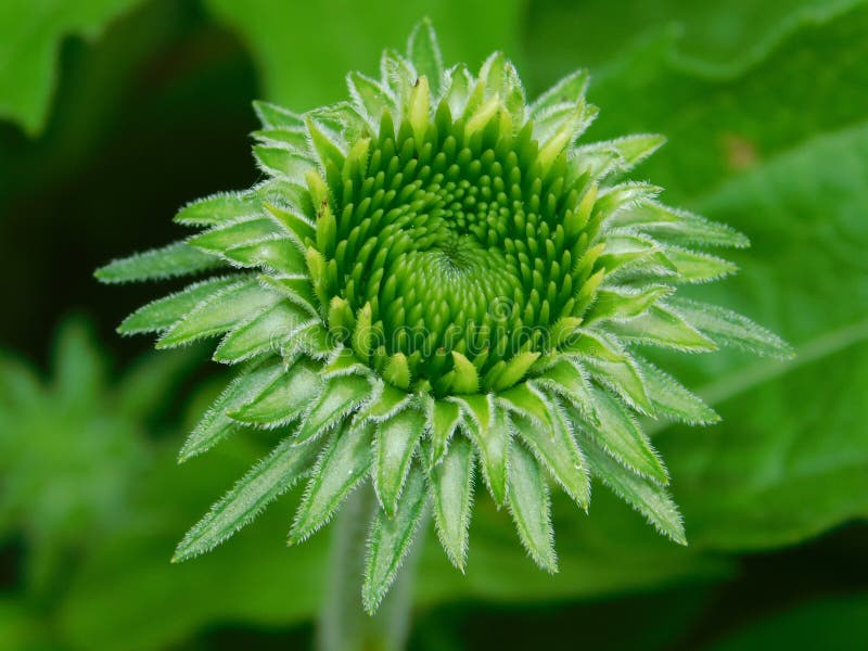 Green plant in the garden stock photo. Image of outdoor - 112289722