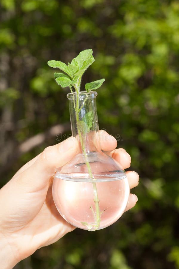 Green plant in glass flask stock photo. Image of biotechnology - 41049300