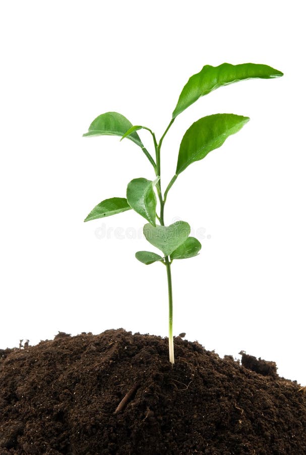 Green plant growing stock photo. Image of close, sapling - 17992096