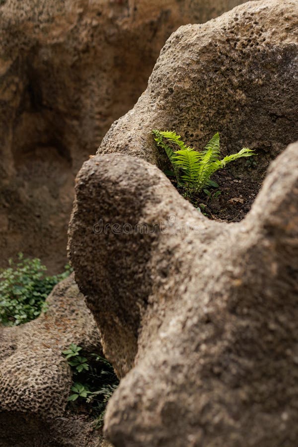 A Green Plant Growing Out of Rocks Stock Image - Image of sturdy, rocks ...