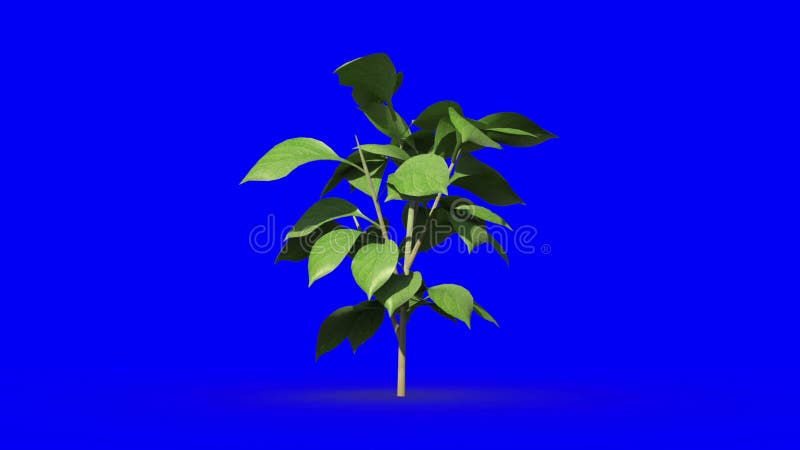 Green Screen. Plant Line Grows. Moving Lines Grow. Animated Graphics ...