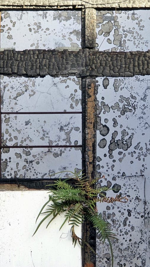 Green Plant Growing on Burnt Wood - Daylight Post-Fire Scene Stock ...