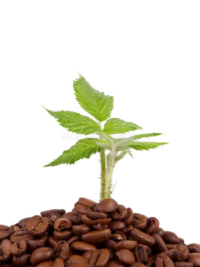 Green Plant Growing in a Coffee Beans Stock Image - Image of bean ...