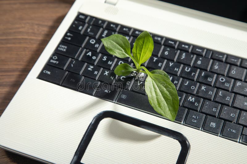 Green Plant Growing on Computer Keyboard Stock Image - Image of ...