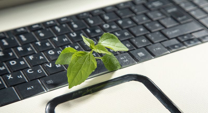 Green Plant Growing on Computer Keyboard Stock Image - Image of ...