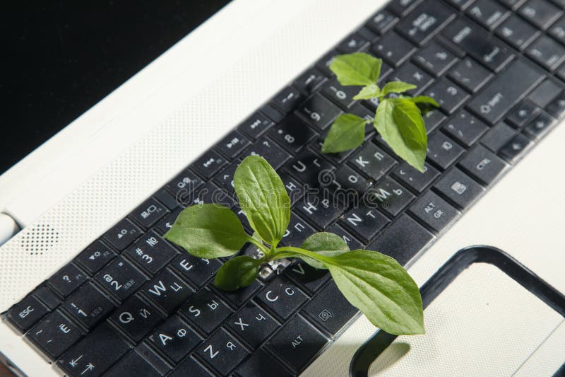 Green Plant Growing on Computer Keyboard Stock Image - Image of ...