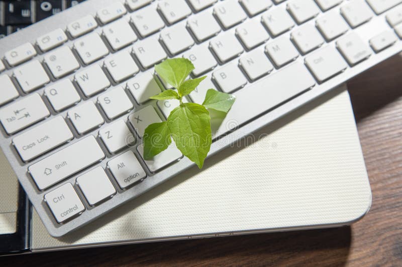 Green Plant Growing on Computer Keyboard Stock Photo - Image of ...