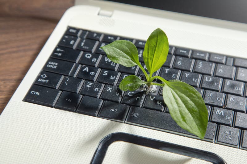 Green Plant Growing on Computer Keyboard Stock Photo - Image of ...