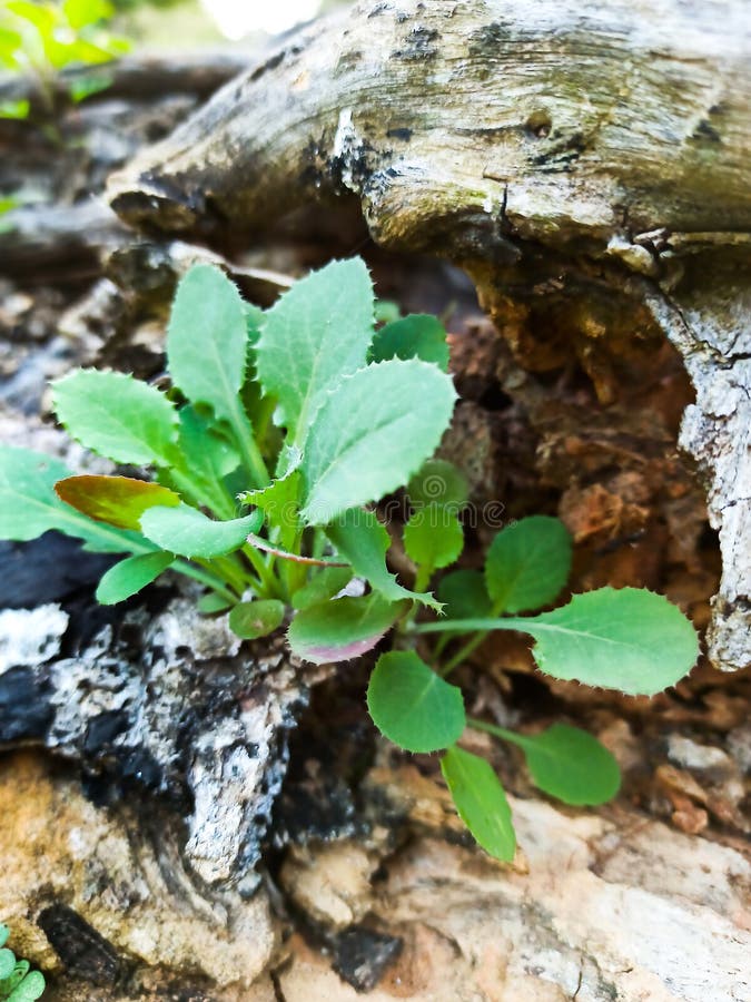 Green Plant Growing on a Dead Tree Stock Image - Image of nature, dead ...