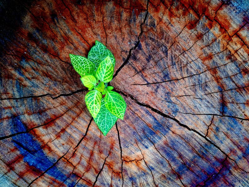 Green Plant Growing on Dead Tree Trunk, Green Plant on Stump Stock ...