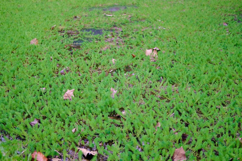 Green Plant Growing in Hot Spring Stock Photo - Image of summer, spring ...