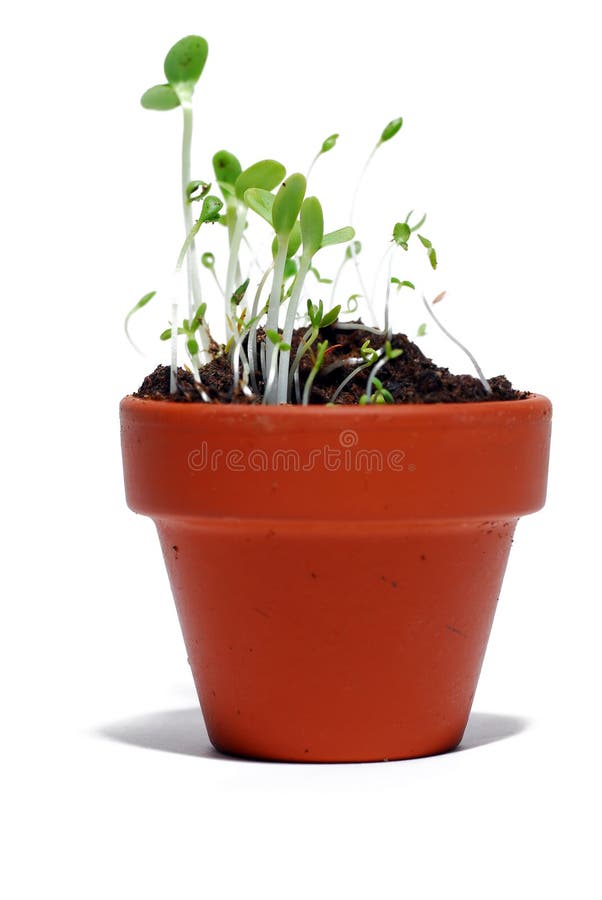 A Green Plant Growing in a Plant Pot Stock Image - Image of life, seed ...