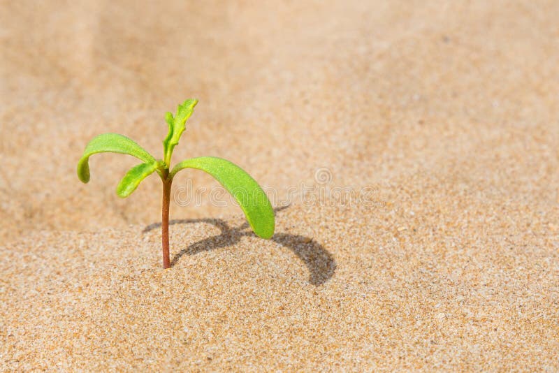 Green Plant Growing in the Sand. Concept of Motivation and Will Stock ...