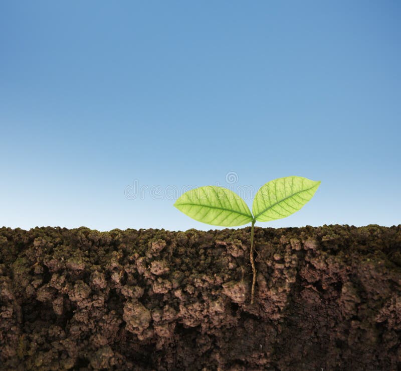 Green Plant Growing Seedling Stock Image - Image of coffee, closeup ...