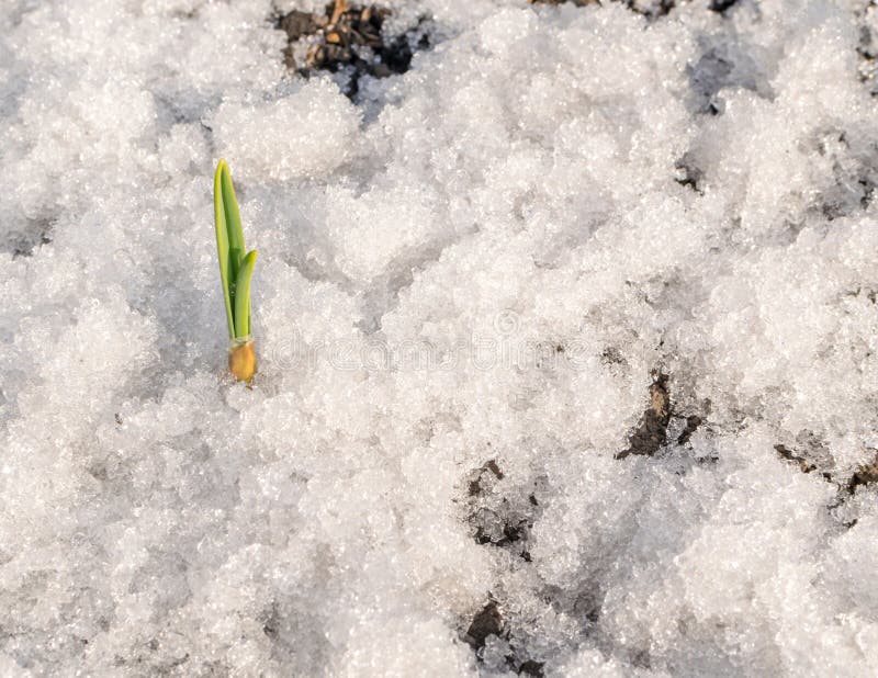 Green Plant Growing through the Snow Stock Image - Image of rural, food ...
