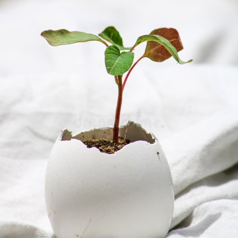 Green Plant Growing in White Egg Shell Stock Image - Image of ...