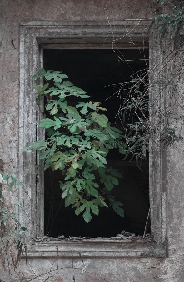 A Green Plant Grows from the Window of an Abandoned Ruined House. Post ...
