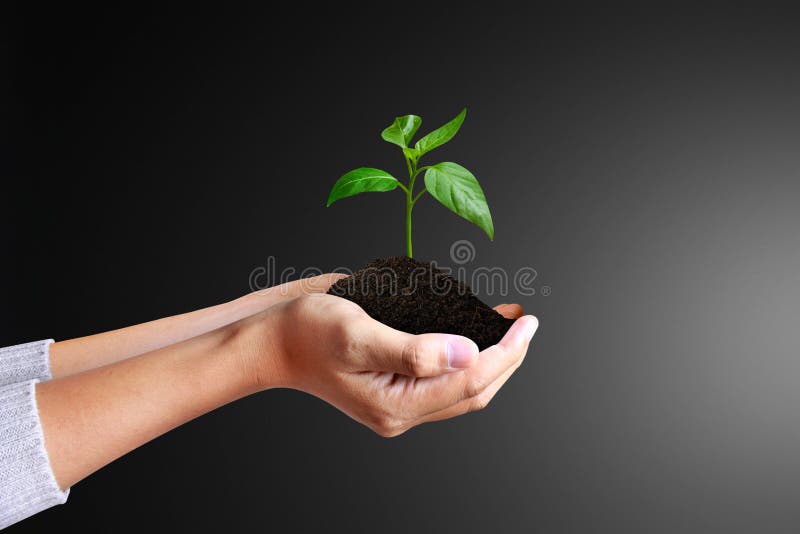 Green plant in a hand stock photo. Image of develop, success - 24500996