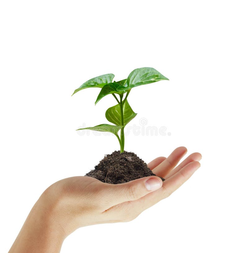 Green plant in a hand stock image. Image of tree, nature - 24501169