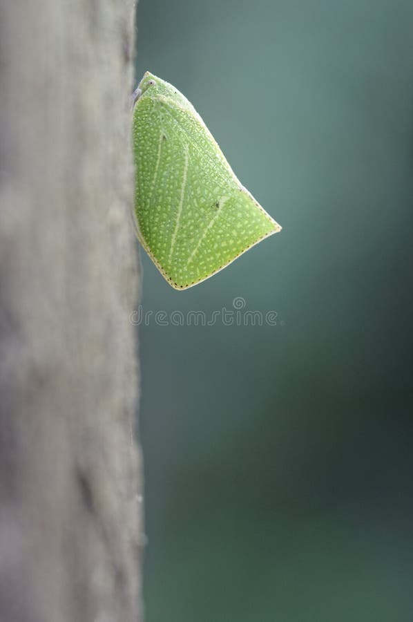 Green Plant Hopper Climbs on a Tree Bark Stock Photo - Image of cute ...