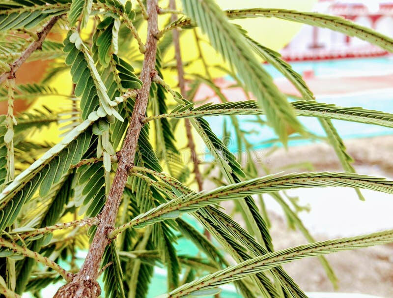 Imli Stock Photos - Download 109 Royalty Free Photos