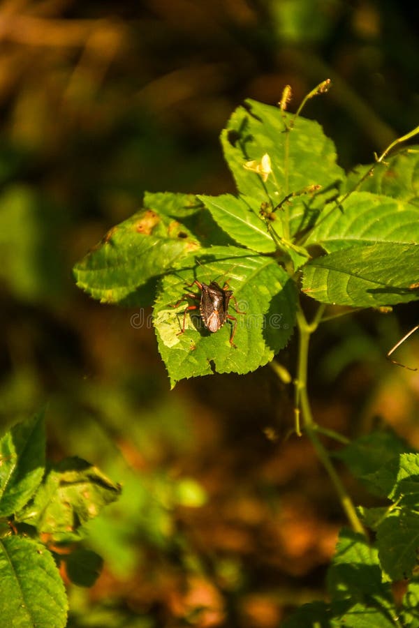 Green plant insect stock photo. Image of produce, autumn - 232247774