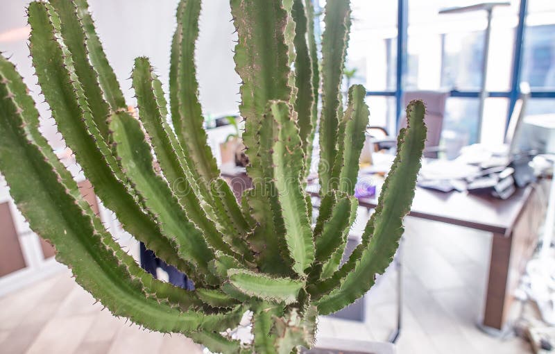 Green Plant Inside a Modern Office Room Stock Photo - Image of botany ...