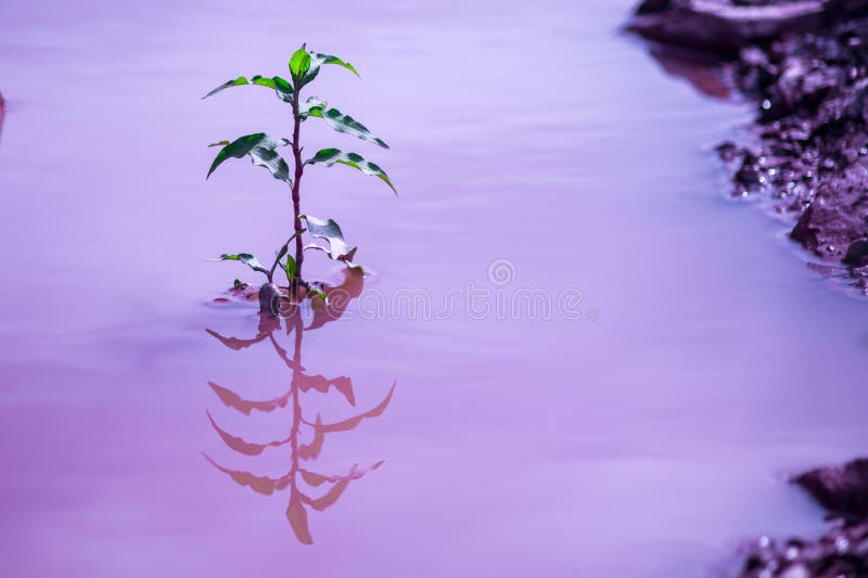 Green Plant and Its Reflection in the Shallow Lake Near the Shore Stock ...