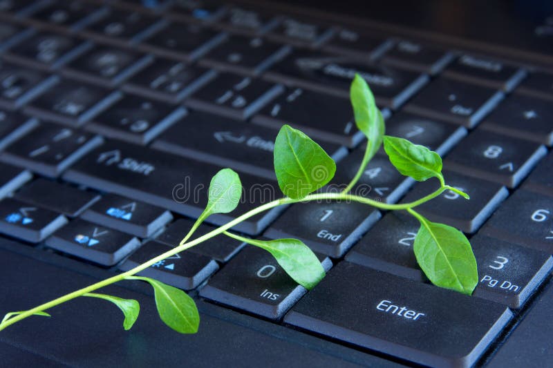 Green plant on keyboard stock image. Image of environmental - 30698687