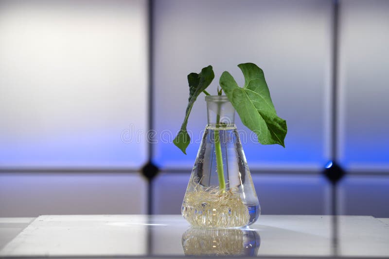 Green Plant in Laboratory Chemical Flask Stock Image - Image of fluid ...