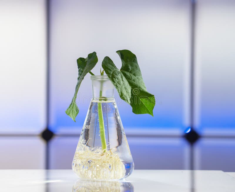 Green Plant in Laboratory Chemical Flask Stock Photo - Image of leaf ...