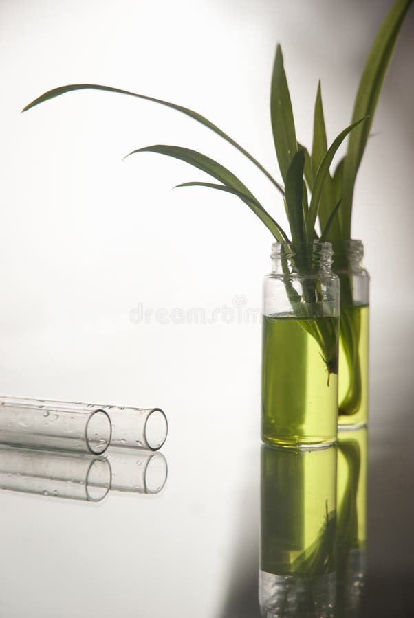 Green plant in laboratory stock photo. Image of chemical - 39183434