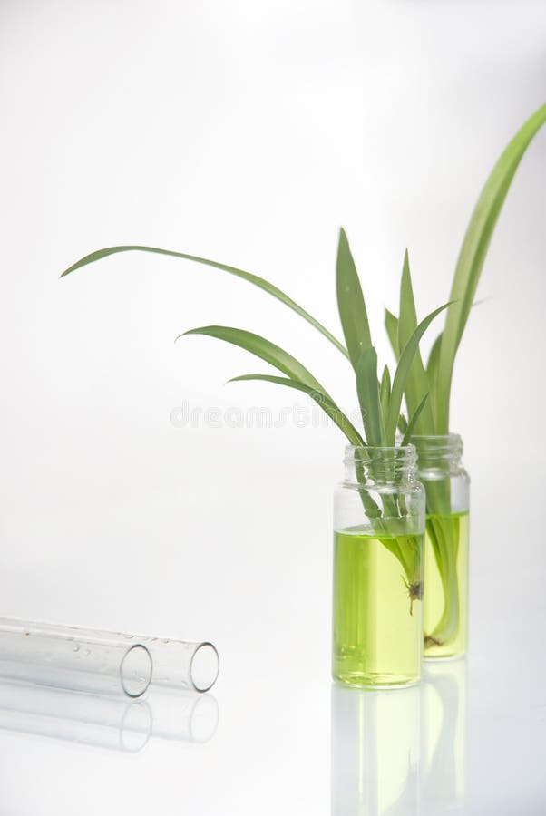 Green plant in laboratory stock photo. Image of engineering - 39183390